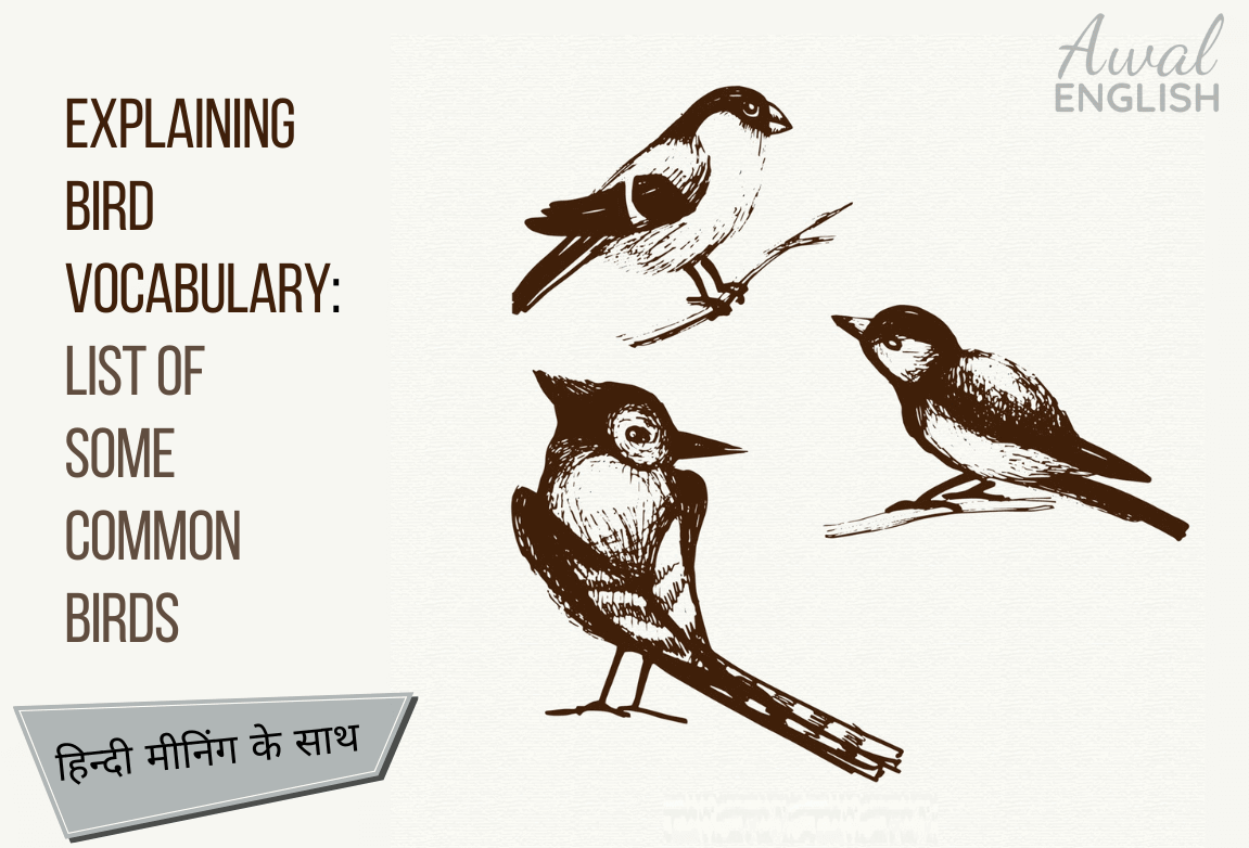 Explaining Bird Vocabulary: List of Some Common Birds - AwalEnglish.com